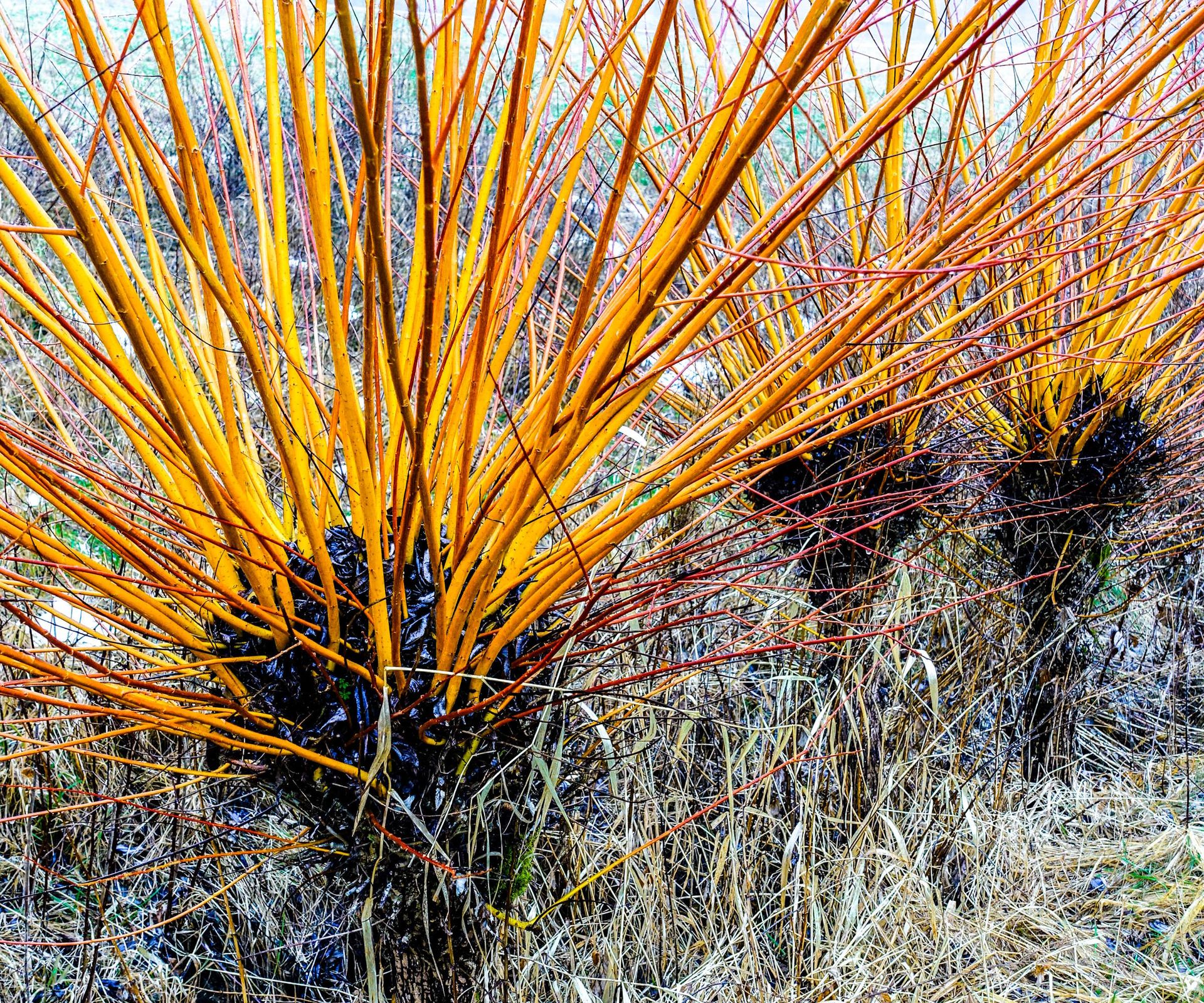 Expert tips for pollarding trees and shrubs in your backyard | Homes ...