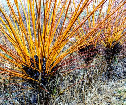 Expert tips for pollarding trees and shrubs in your backyard | Homes ...