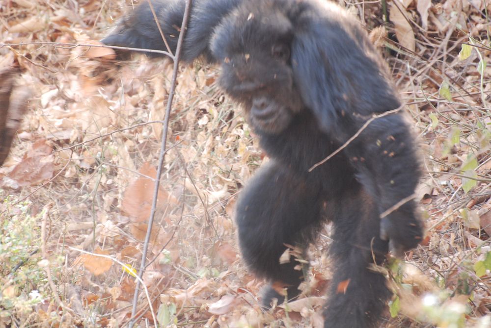 Image Gallery: Lethal Aggression in Wild Chimpanzees | Live Science