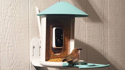 Birdfy unveils ‘world first’ smart bird feeder camera with 360-degree ...