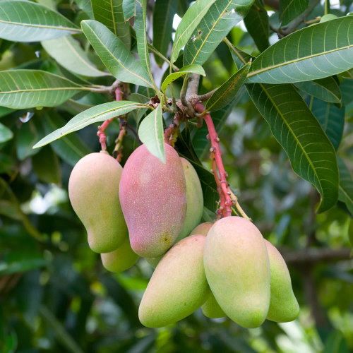How to grow mango trees at home - an expert guide | Homes and Gardens
