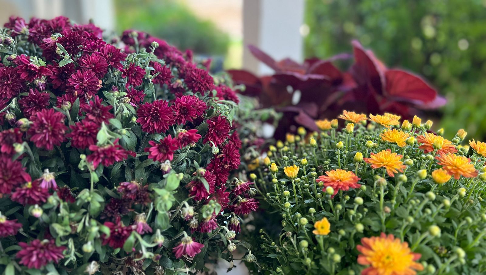 7 festive ways to decorate with mums for fall | Real Homes