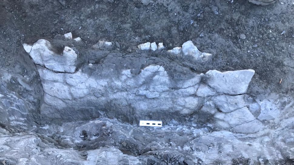 Titanic 12-foot turtle cruised the ocean 80 million years ago, newfound ...