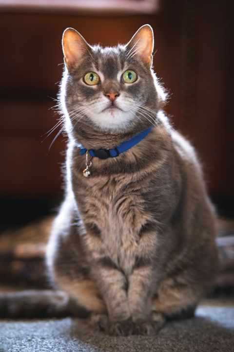 Home photography ideas: Purr-fect cat portraits | Digital Camera World