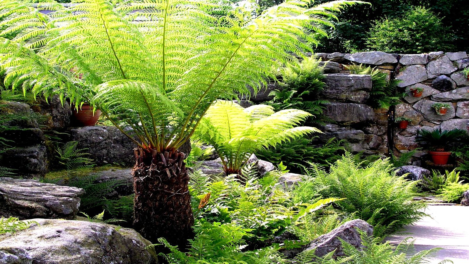 Best ferns for shade: 8 fascinating fronds to grow