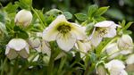 When do irises bloom? Different flowering times explained | Homes and ...