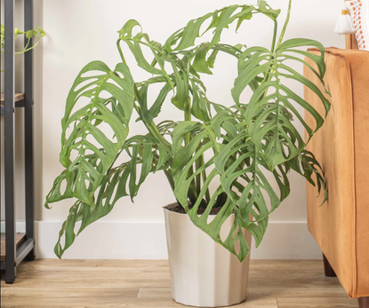 Types of Monstera Plants — And How You Should Display Them | Livingetc