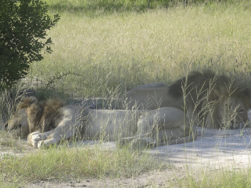 Gay Pride? Famous Male Lions Just Hugging | Live Science