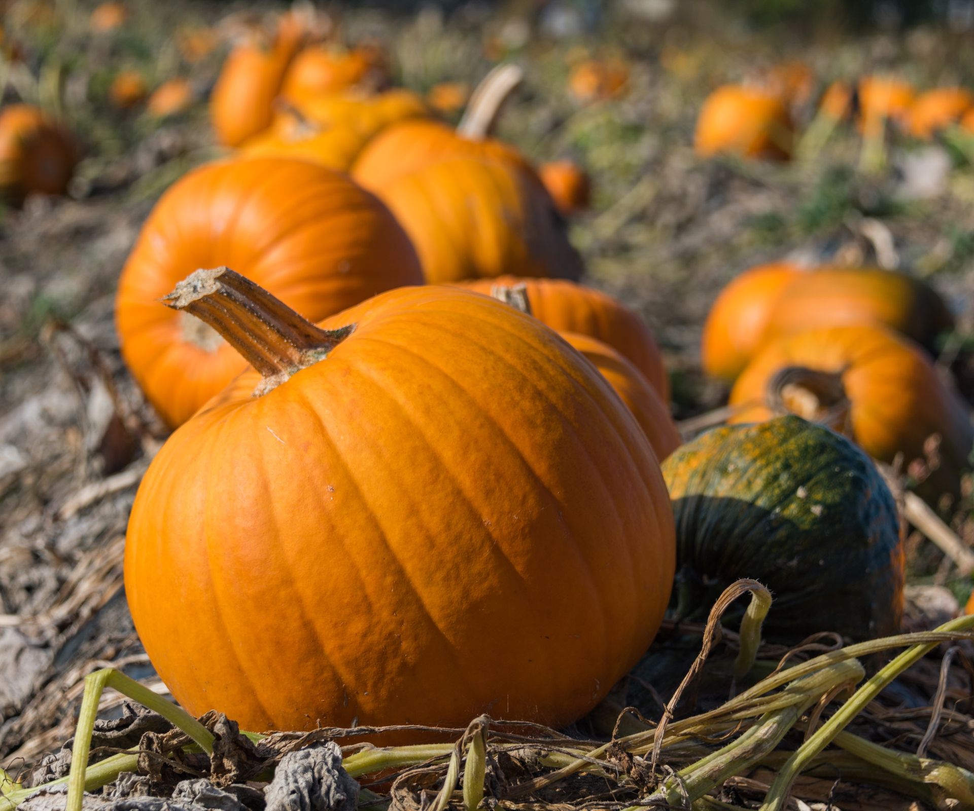How to grow a giant pumpkin - expert tips for bumper fruits | Homes and ...