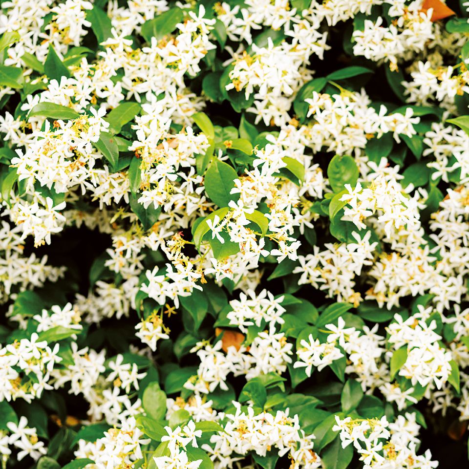 How to grow jasmine | Homes and Gardens