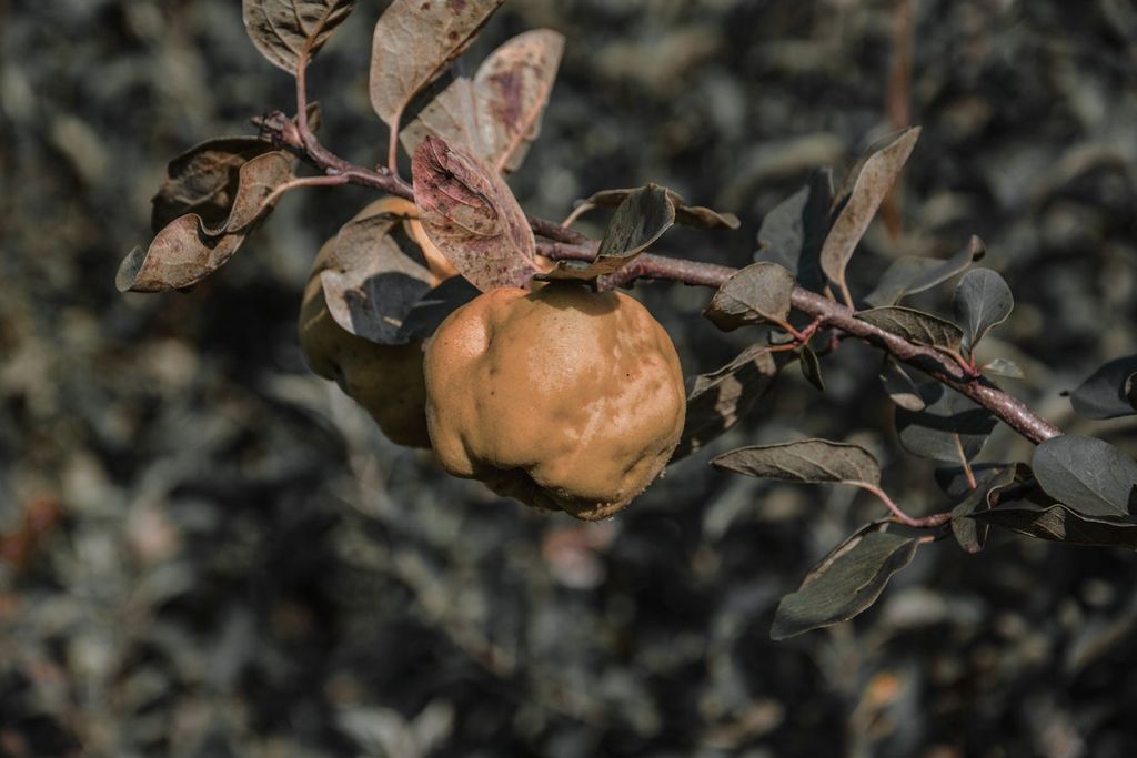 Bugs That Feed On Quince: Identifying Insect Pests On Quince Trees ...