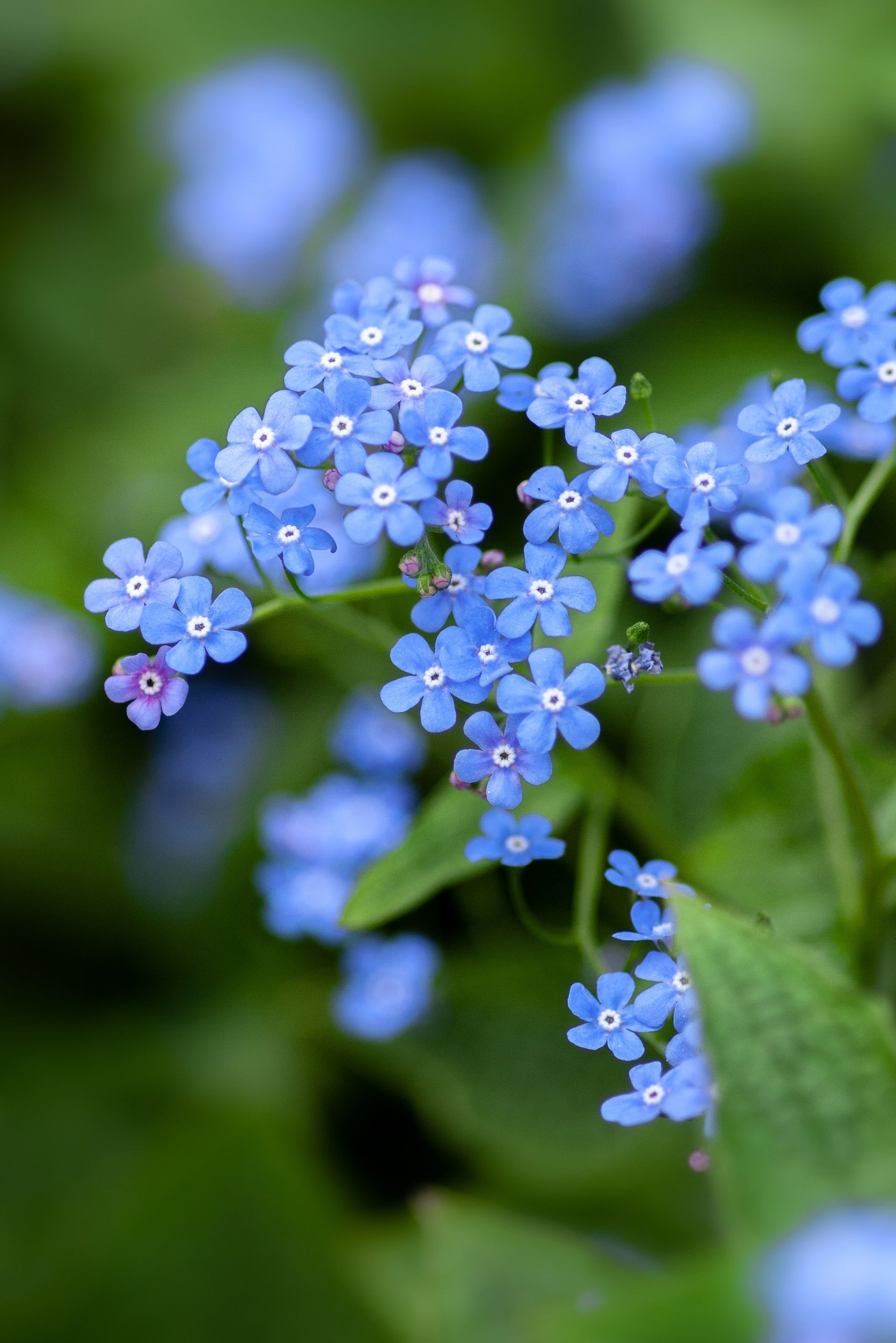 The one thing you must know about forget-me-nots | Gardeningetc