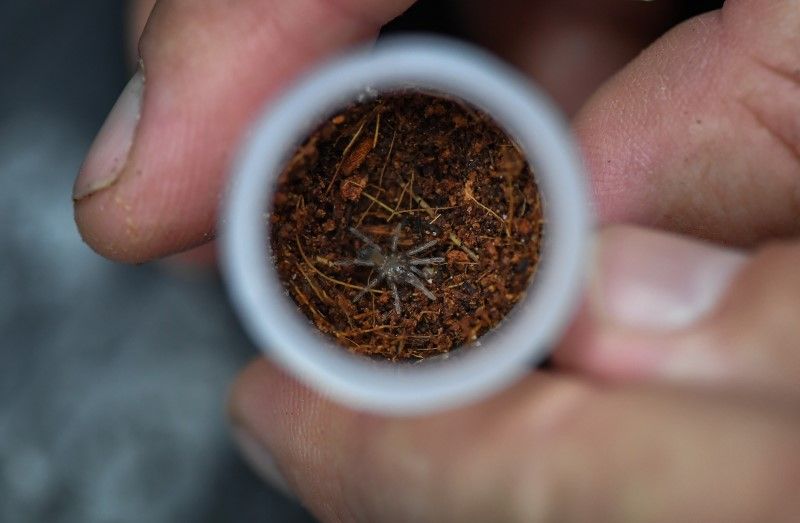 200 Rare Tarantulas Hatched in Captivity for First Time | Live Science