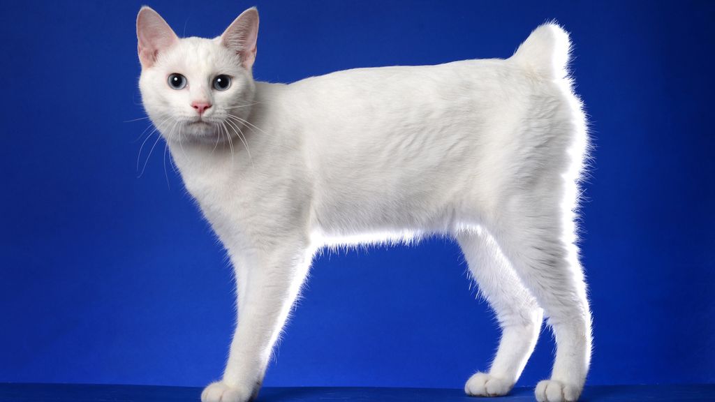 15 white cat breeds that will melt your heart | PetsRadar