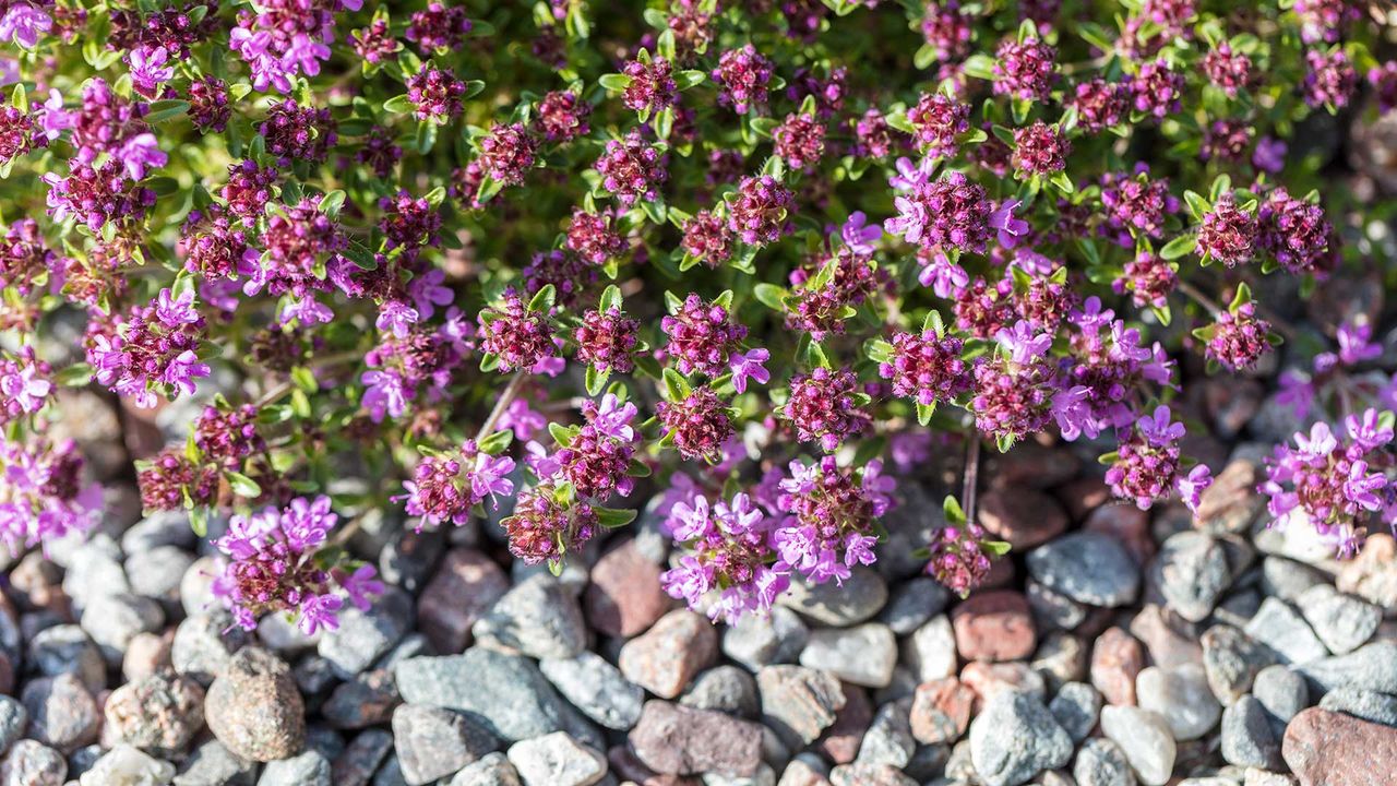 Best rockery plants: 8 low-maintenance picks from the pros | Woman & Home
