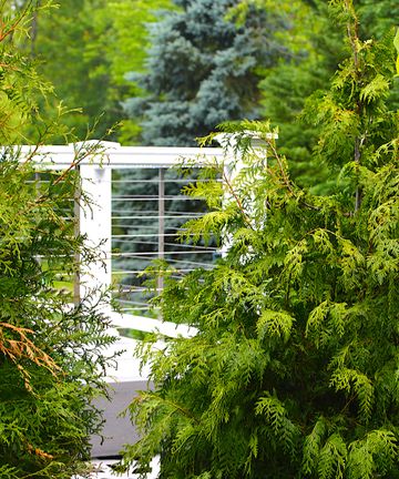 Best trees for privacy: 10 ways to screen a plot from view | Gardeningetc