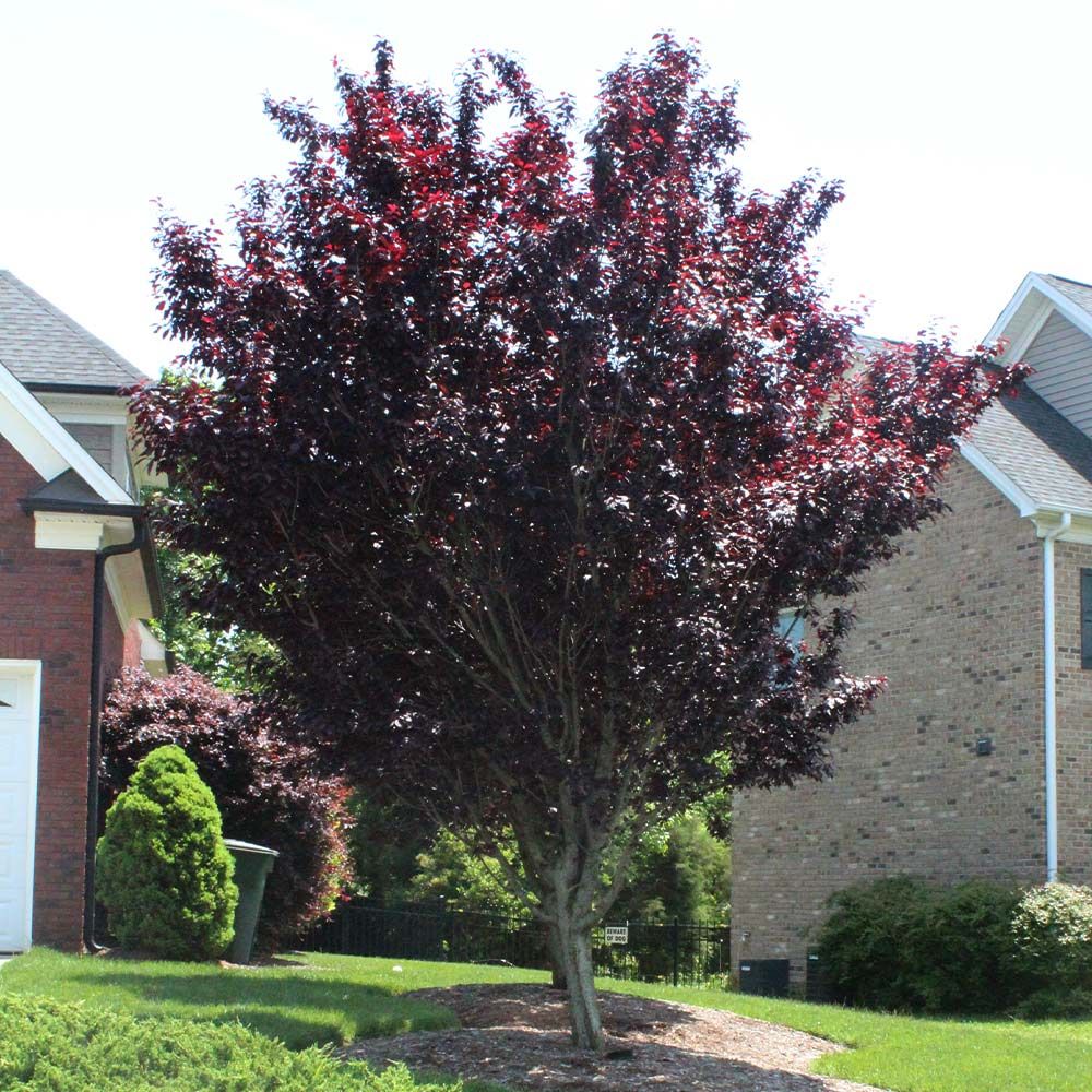 Best trees for front yards - 8 picks for curb appeal | Livingetc
