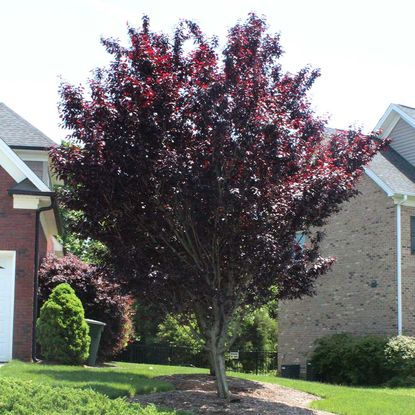 Best trees for front yards - 8 picks for curb appeal | Livingetc