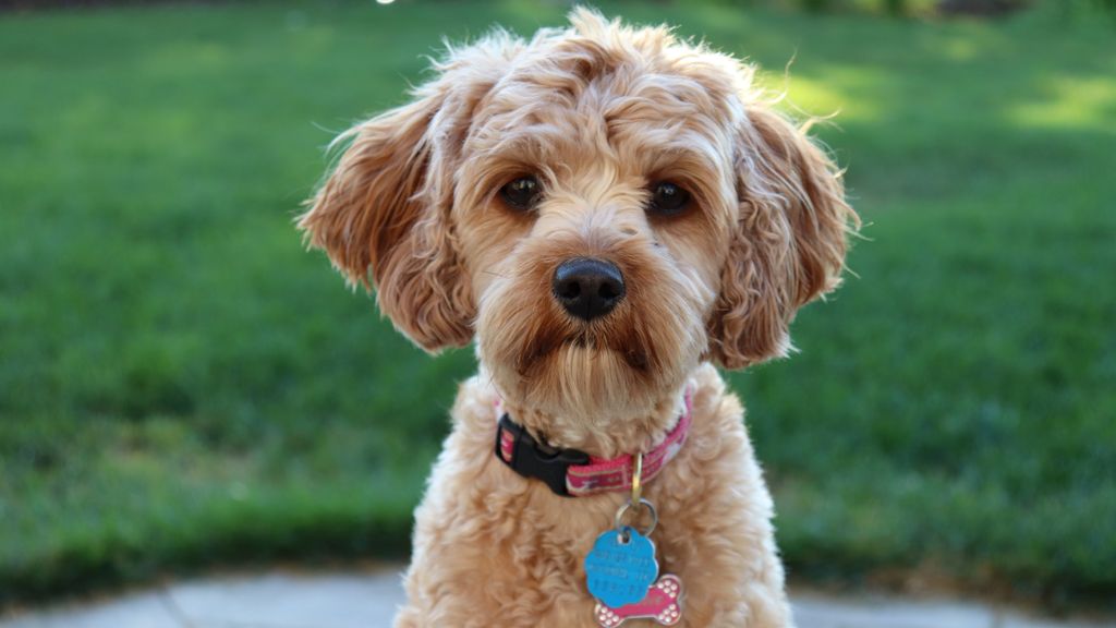 Can dogs be autistic? A vet explains all | PetsRadar