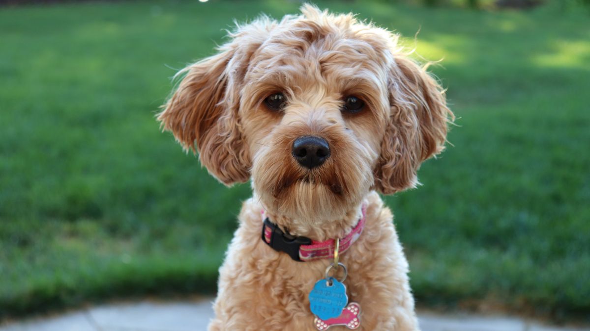 Can dogs be autistic? A vet explains all | PetsRadar