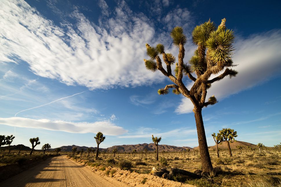 Will It Really Take Joshua Tree ‘200 to 300’ Years to Recover from the ...