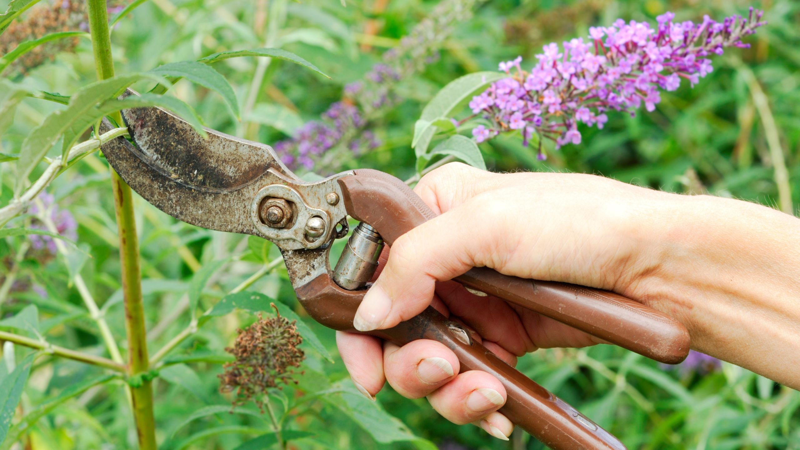Butterfly Bush Pruning: Everything You Need To Know | Gardening Know How