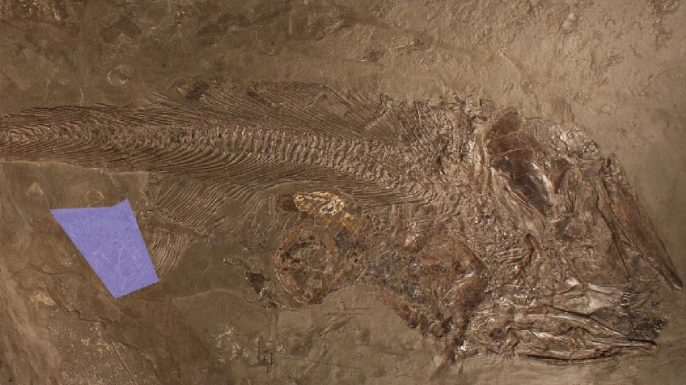 'Like swallowing a dinner plate': 180 million-year-old fish may have ...