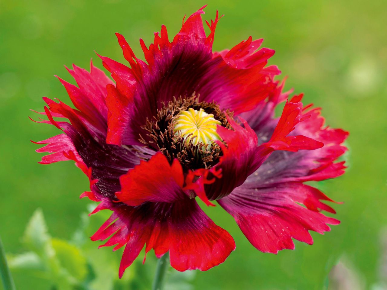 How the poppy captured the imagination of the nation | Country Life