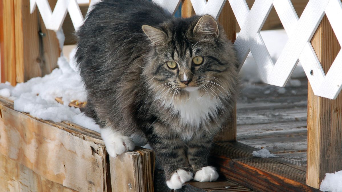 32 facts about ragamuffin cats | PetsRadar