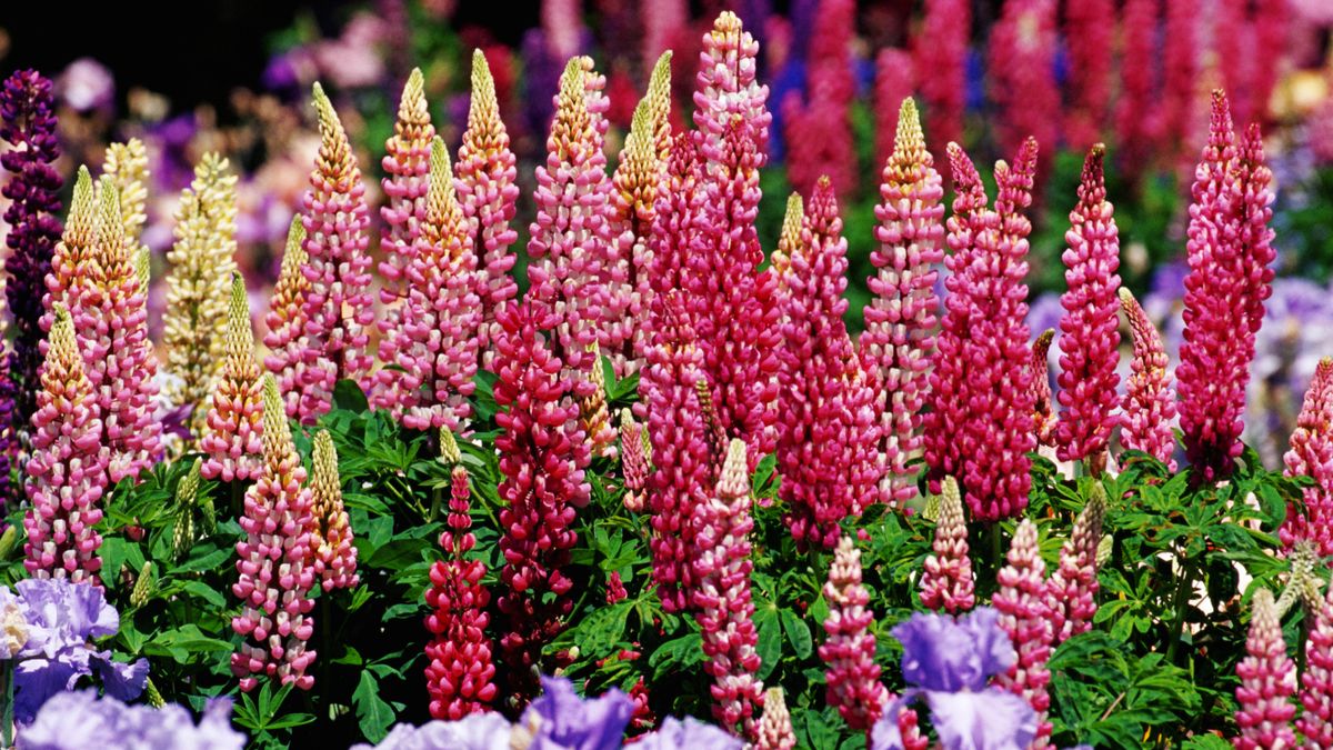 5 Classic Spring Flowers for a Cheery Garden All Season | Gardening ...