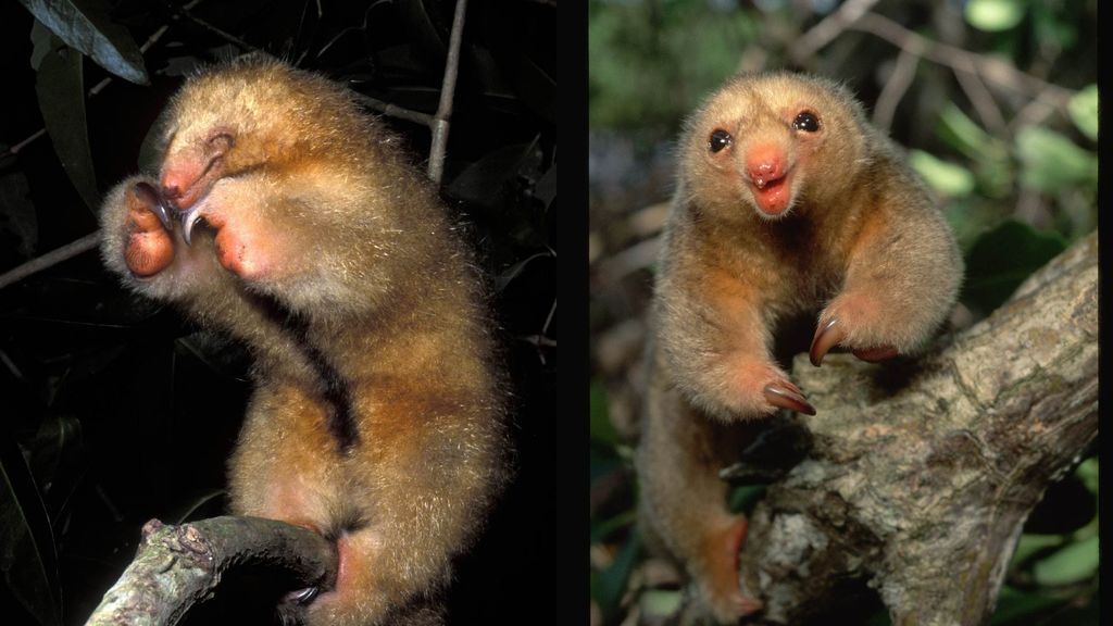 Silky anteater: The tiny, boxing ball of fur | Live Science