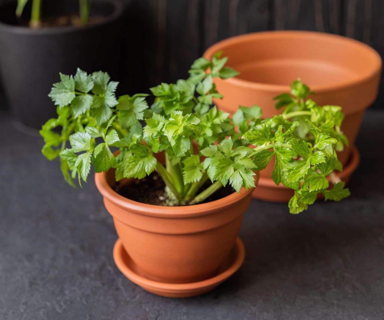 How to grow celery from a stalk: 6 easy steps to follow | Homes and Gardens