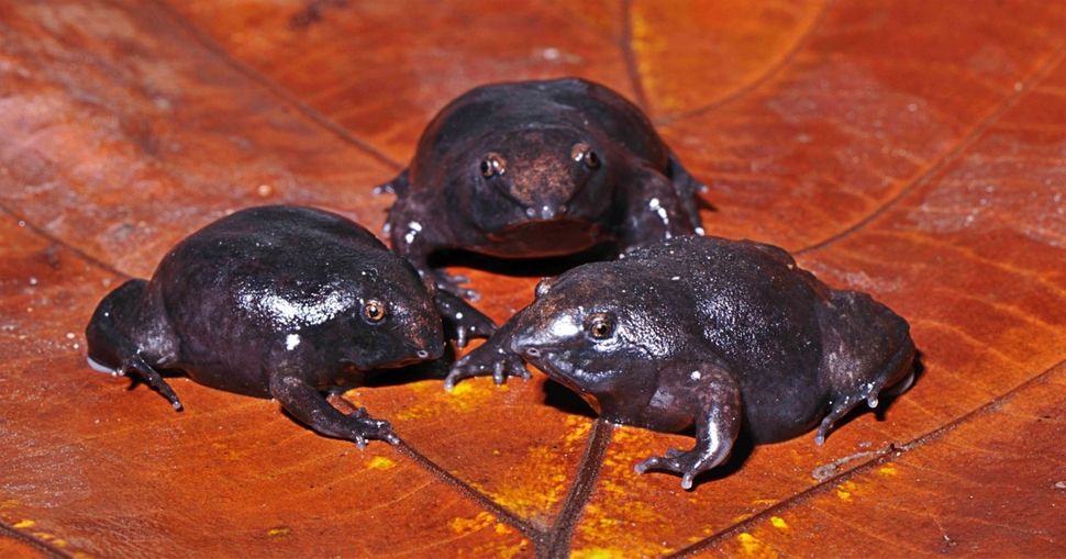 Purple Digging Frog Undergoes Amazing Transformation | Live Science