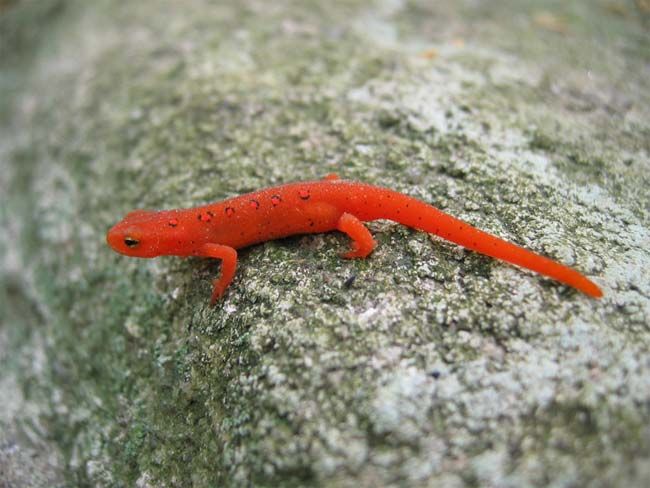 How Salamanders Sprout New Limbs | Live Science