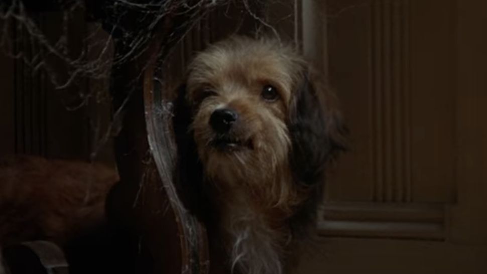 32 Times A Dog Ended Up Saving The Day In Movies And TV Shows | Cinemablend