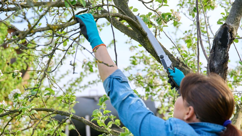 Neighbour's tree blocking sunlight? Follow this advice | Homebuilding
