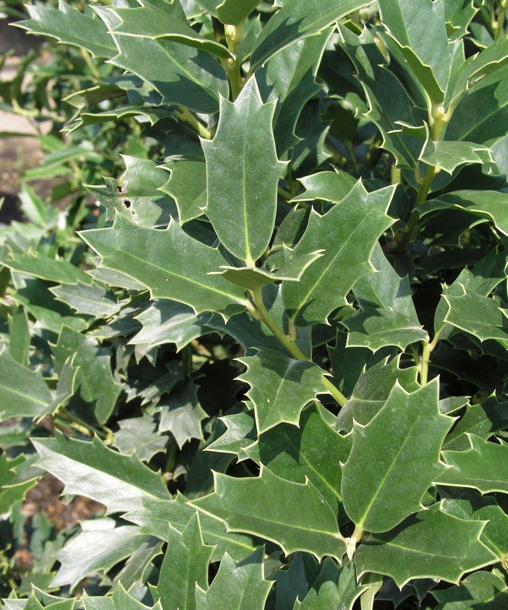 Privacy trees to grow in pots – 8 pretty choices | Homes and Gardens