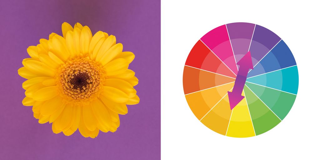 Home photography idea: Put color theory into practice | Digital Camera ...