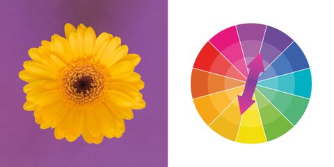 Home photography idea: Put color theory into practice | Digital Camera ...