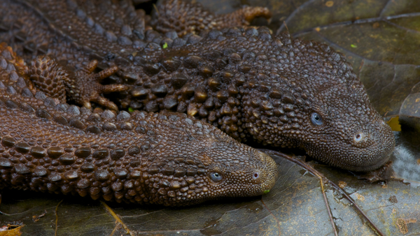 Reptiles: News, features and articles | Live Science