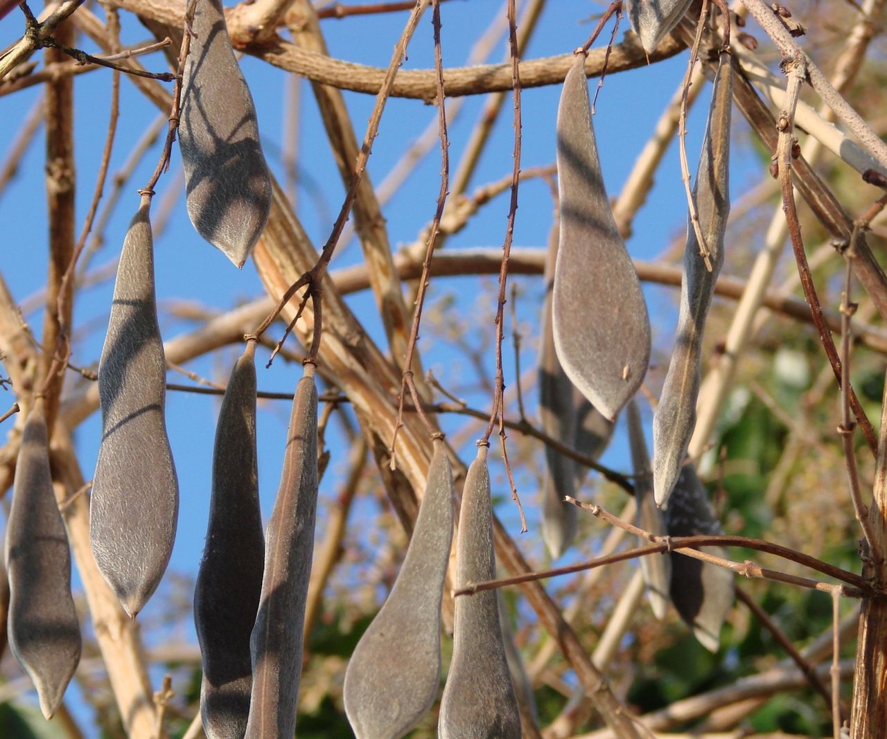 What to do with wisteria in the fall: expert plant advice | Homes and ...