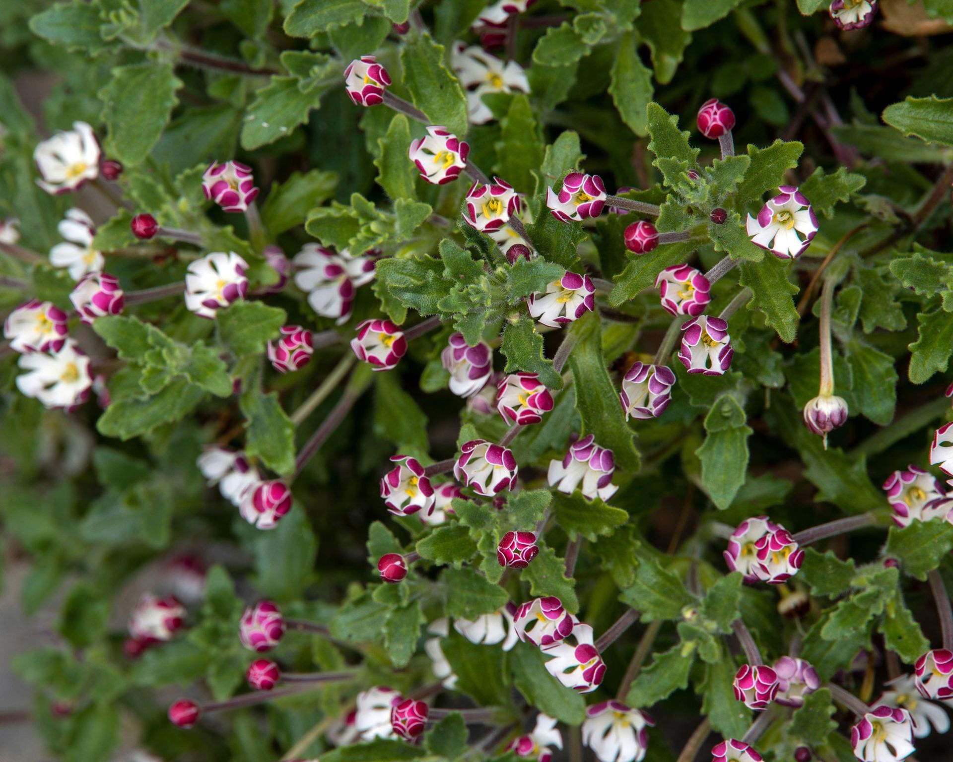 Night-scented plants: 10 to grow in an entertainment garden | Homes and ...