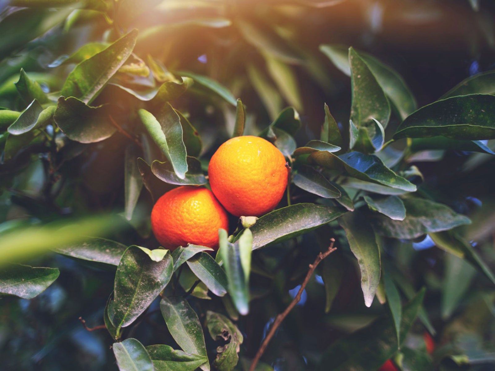 Orange Tree Has Small Fruits: Reasons Oranges Are Small | Gardening ...