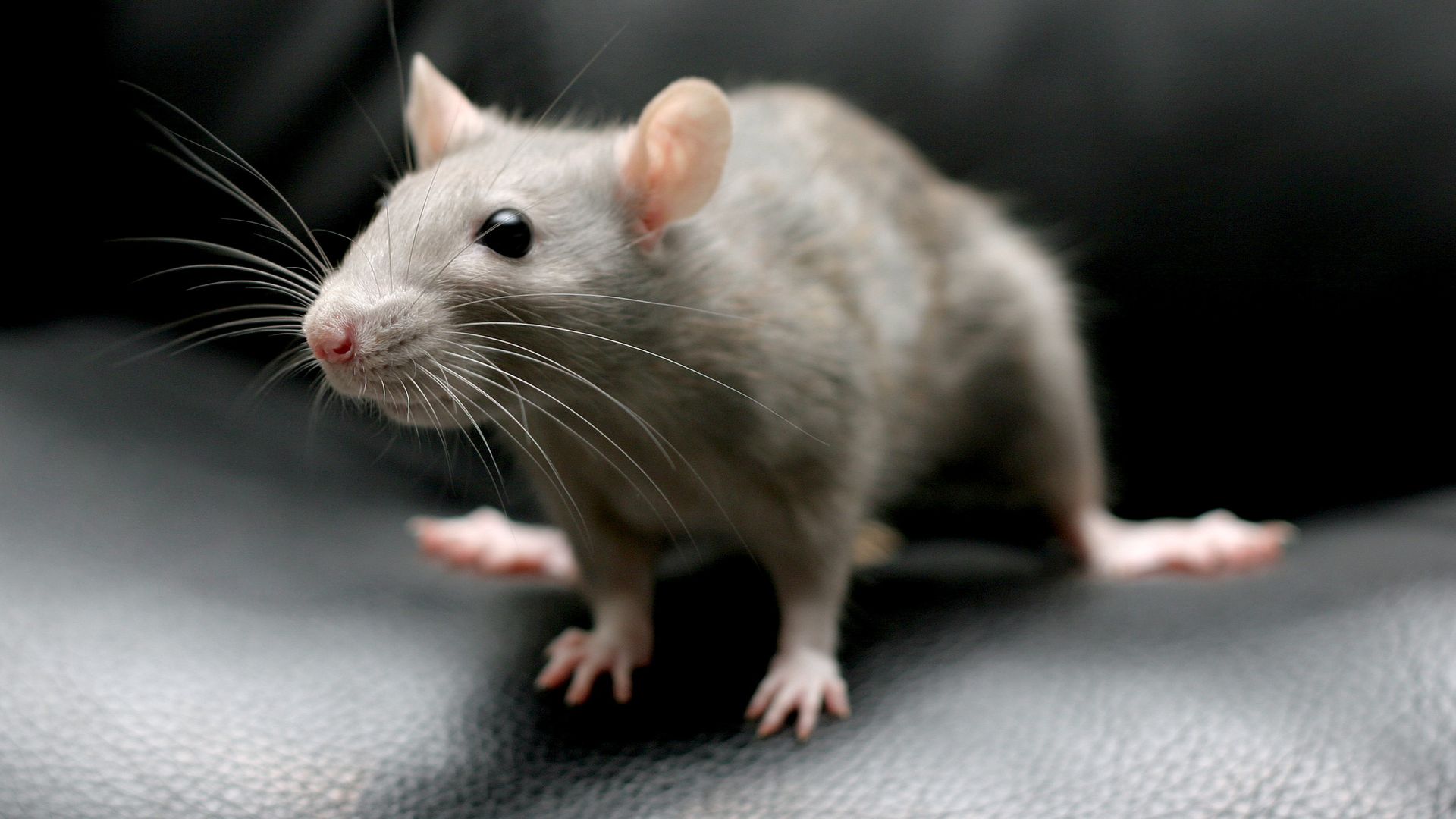 The difference between rats and mice and how to identify them ...