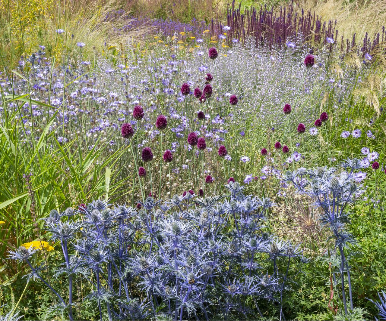 Best eryngium varieties: 10 expert picks for sea hollies | Homes and ...