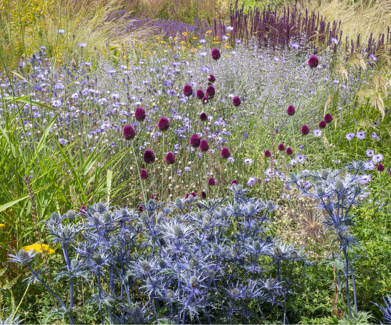 Best eryngium varieties: 10 expert picks for sea hollies | Homes and ...