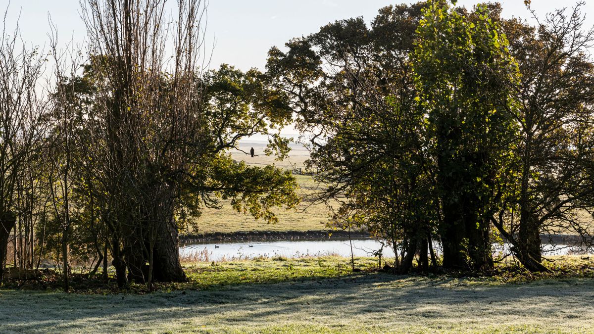 What is a Tree Preservation Order? | Ideal Home