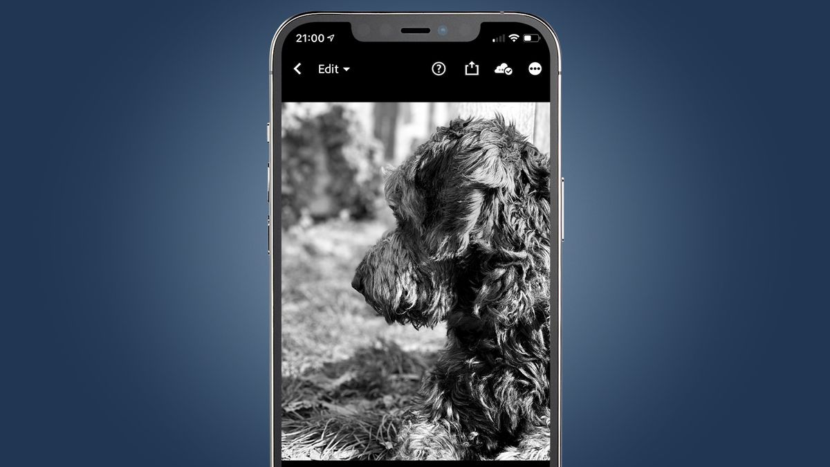How to take amazing pet and dog photos with your phone (according to ...