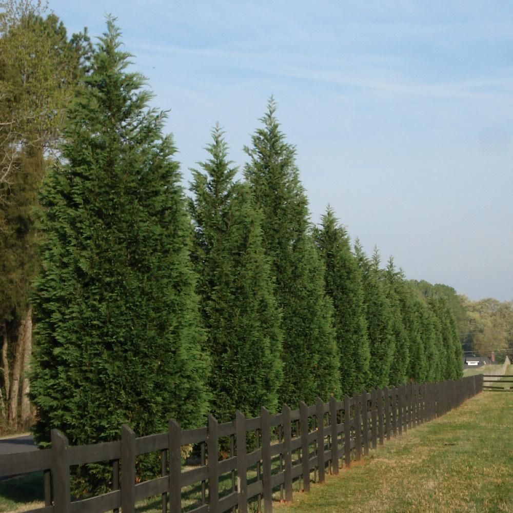 The best fast-growing trees for privacy, shade and a more mature ...