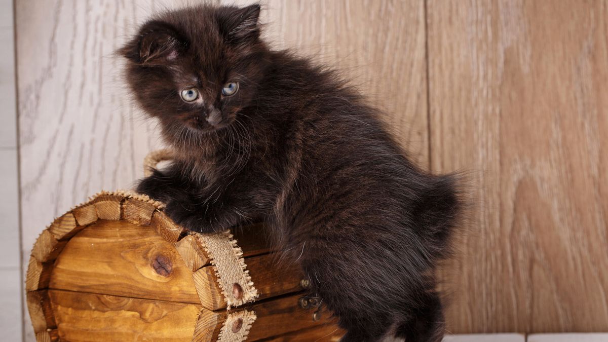 Wild cat breeds: 20 cats with exotic roots | PetsRadar